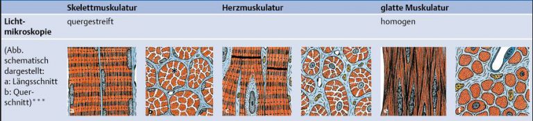 3-4 Der Bewegungsapparat – MvL-Wei